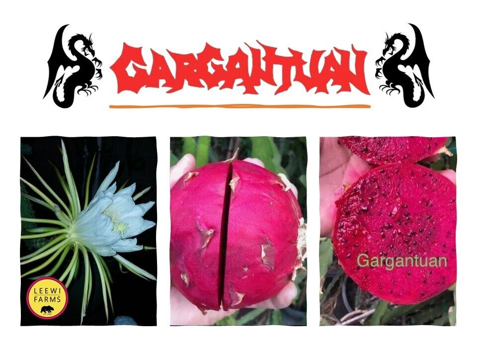 Gargantuan | Leewi Farms