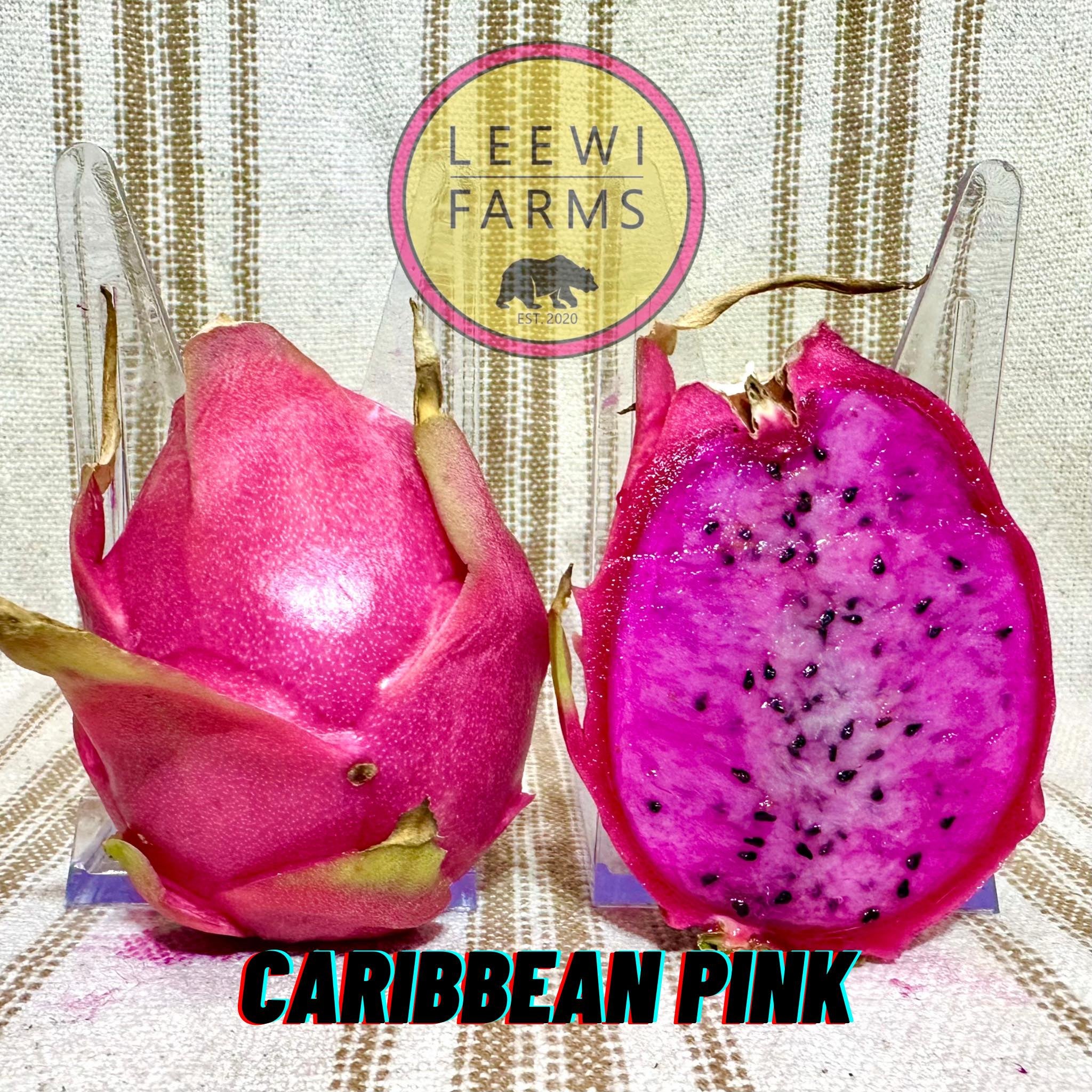 Caribbean Pink | Leewi Farms