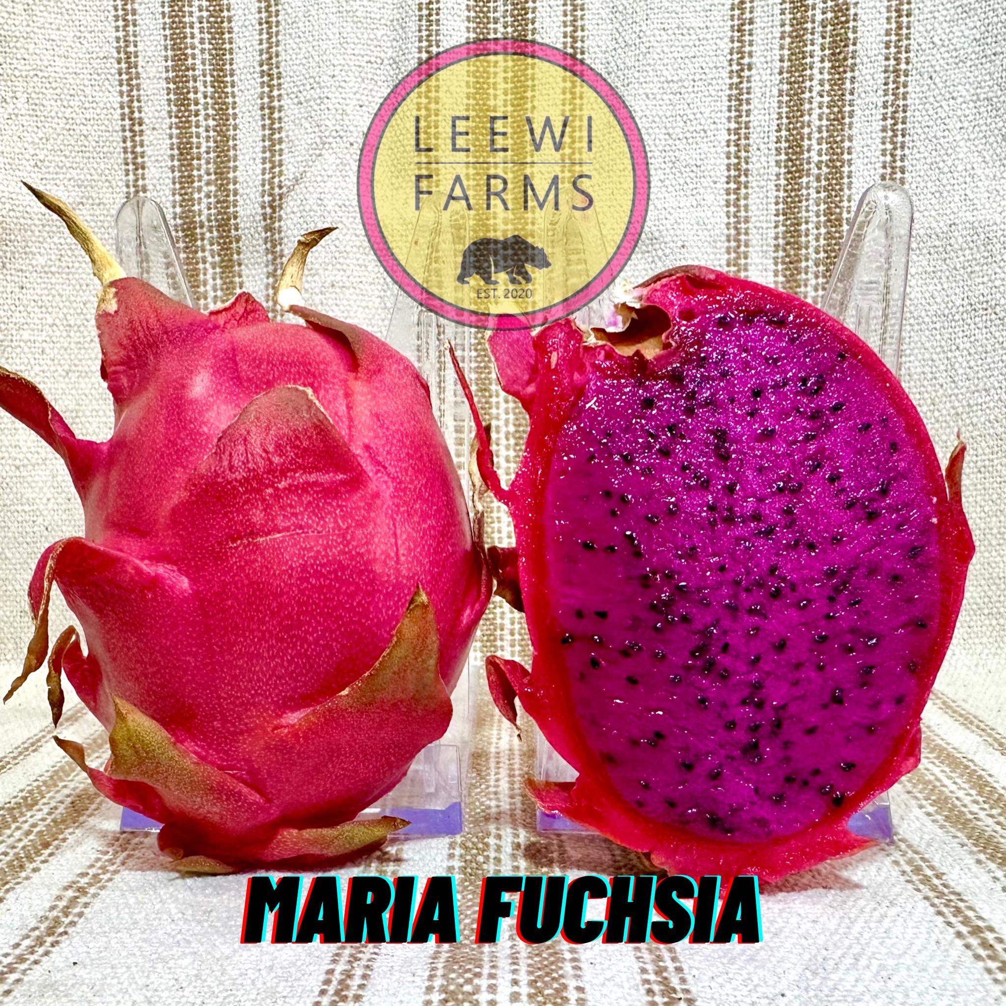 Maria Fuchsia | Leewi Farms