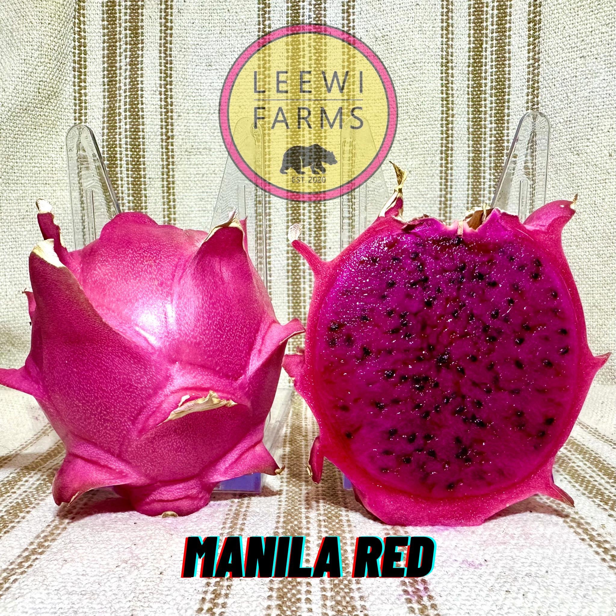 Manila Red | Leewi Farms