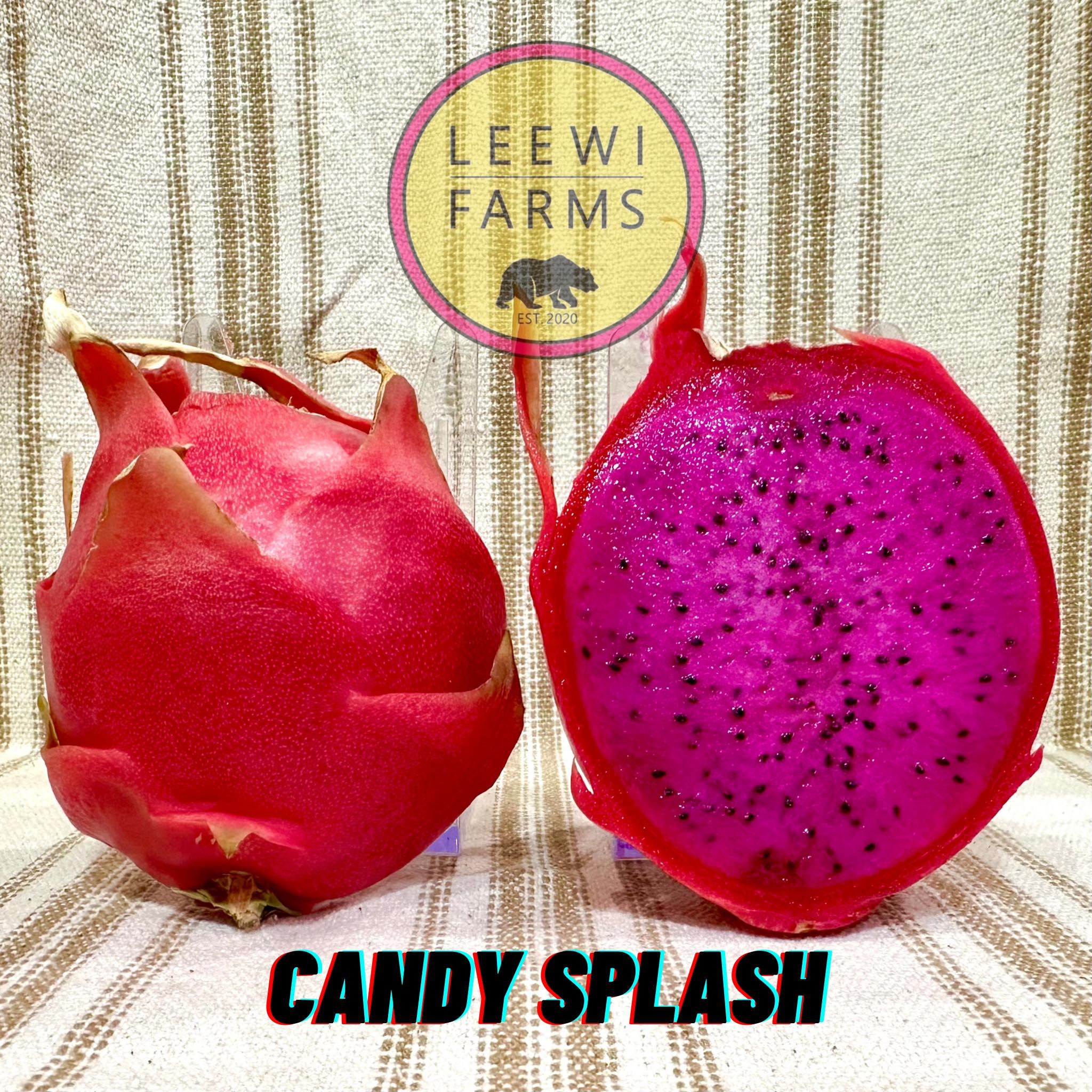 Candy Splash | Leewi Farms