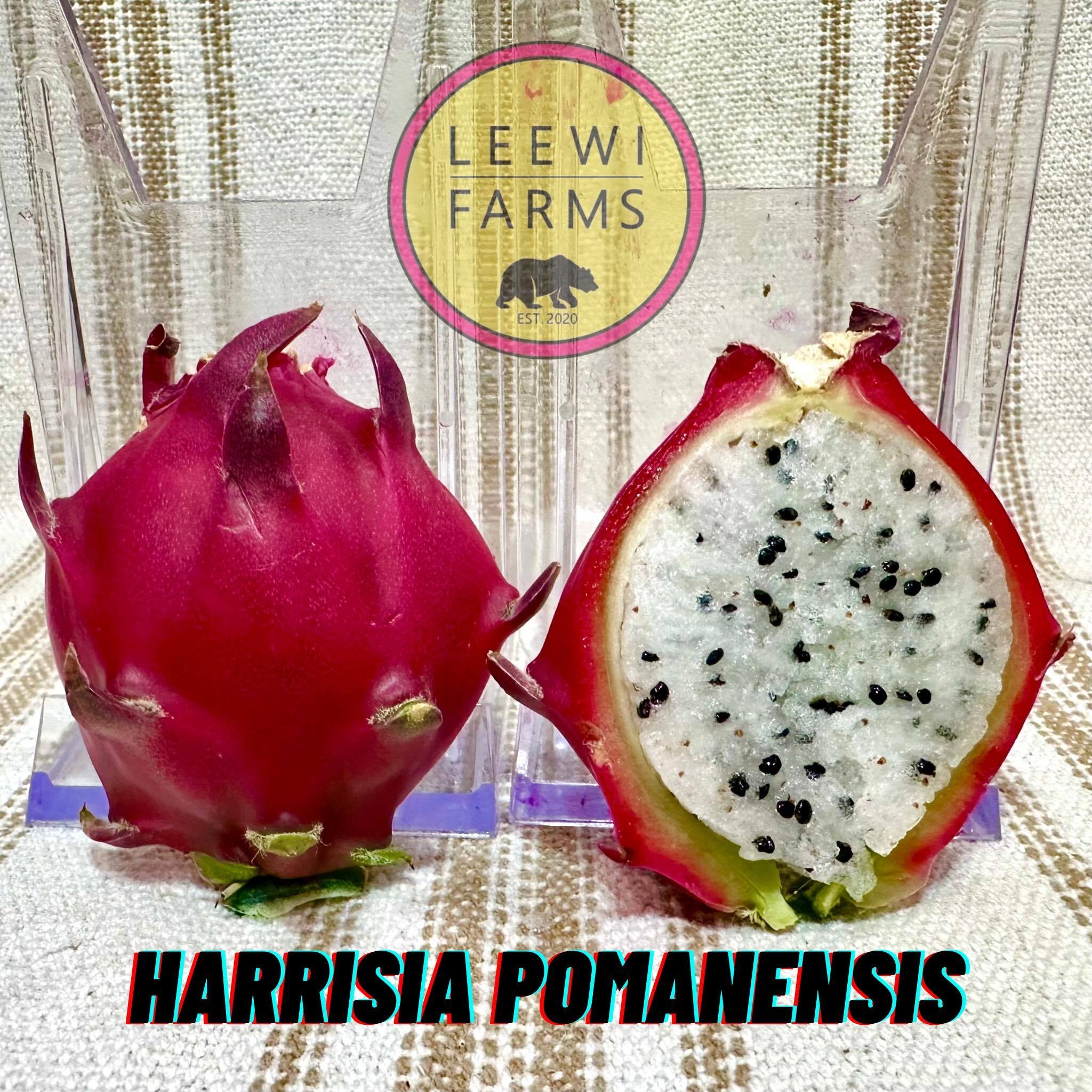 Harrisia Pomanensis | Leewi Farms