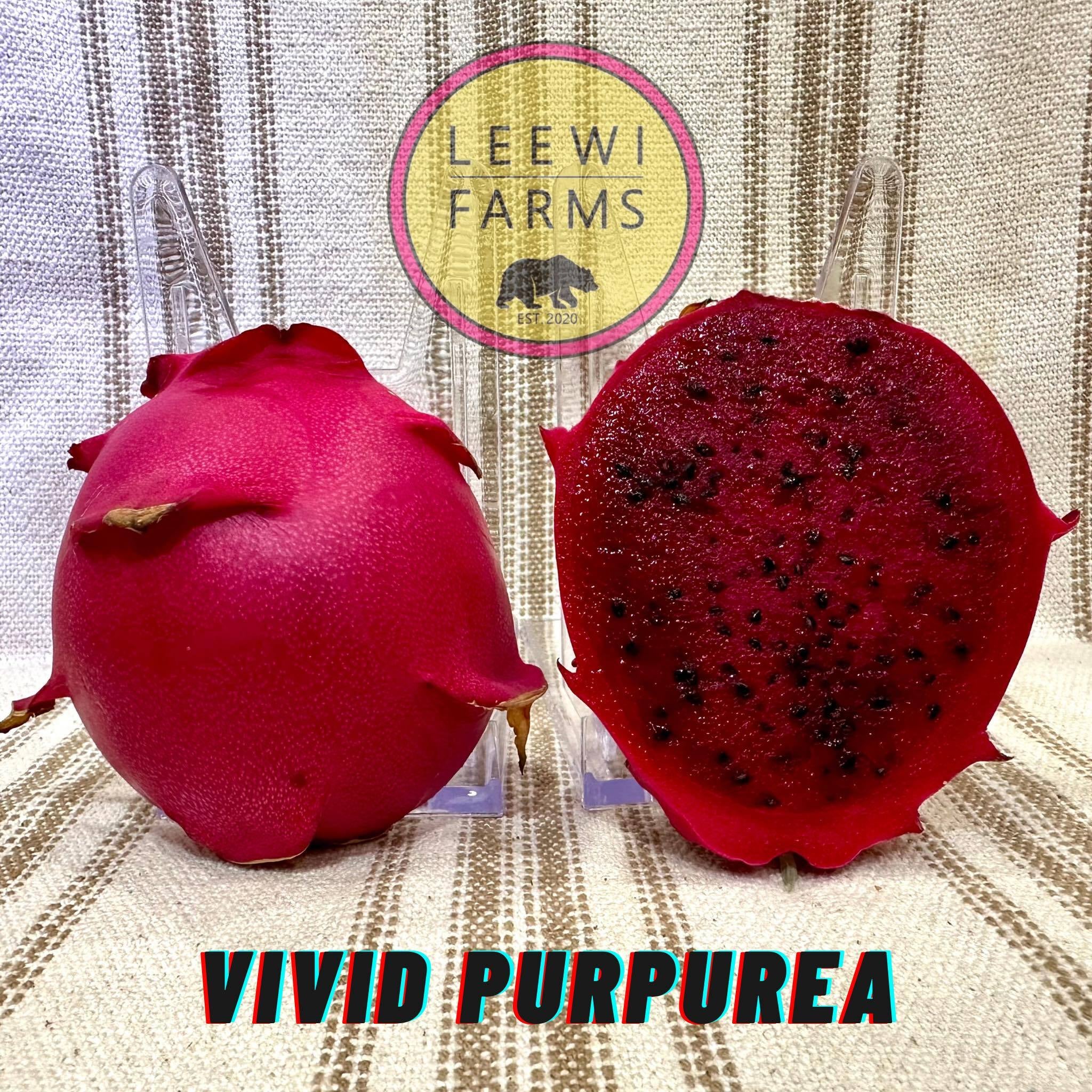VIVID PURPUREA | Leewi Farms