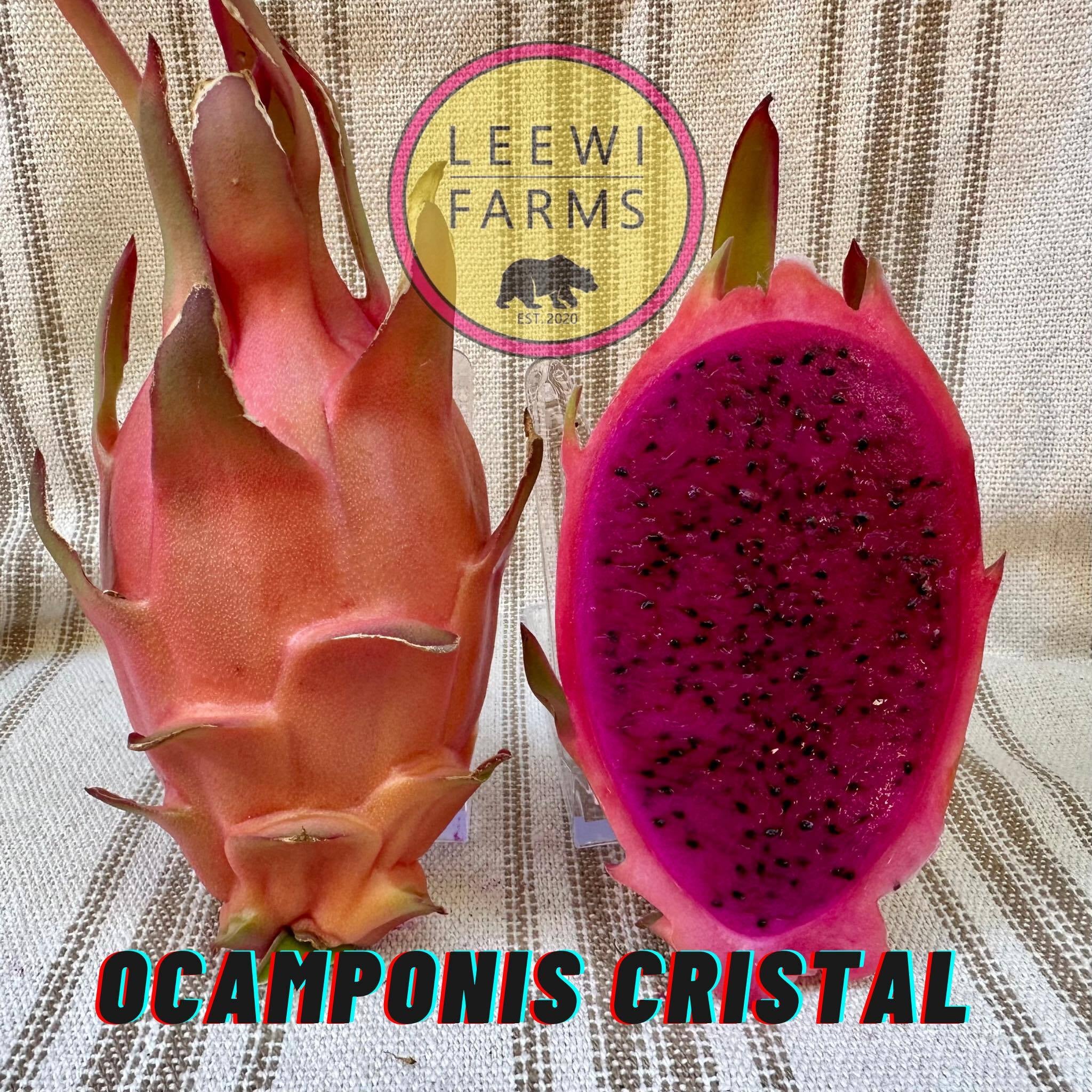 OCAMPONIS CRISTAL Leewi Farms OCAMPONIS CRISTAL Leewi Farms