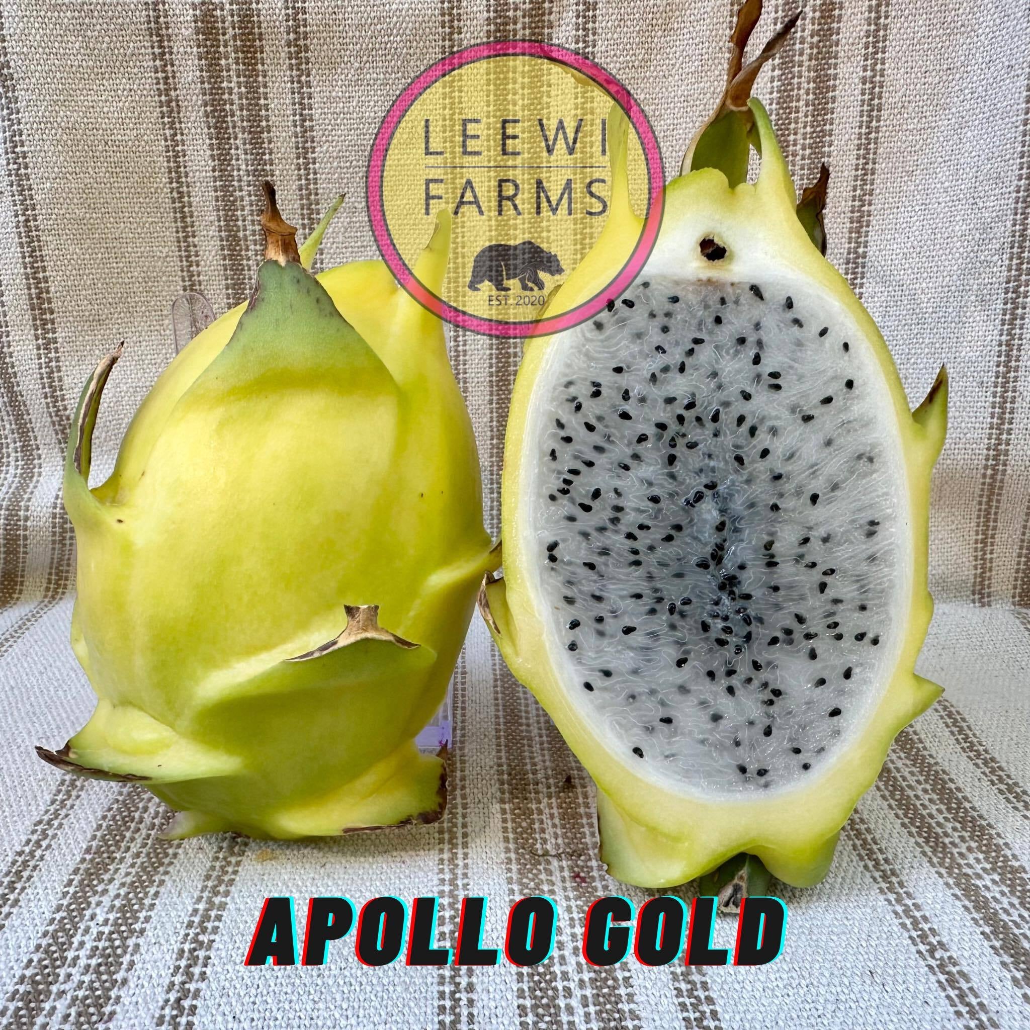 APOLLO GOLD | Leewi Farms